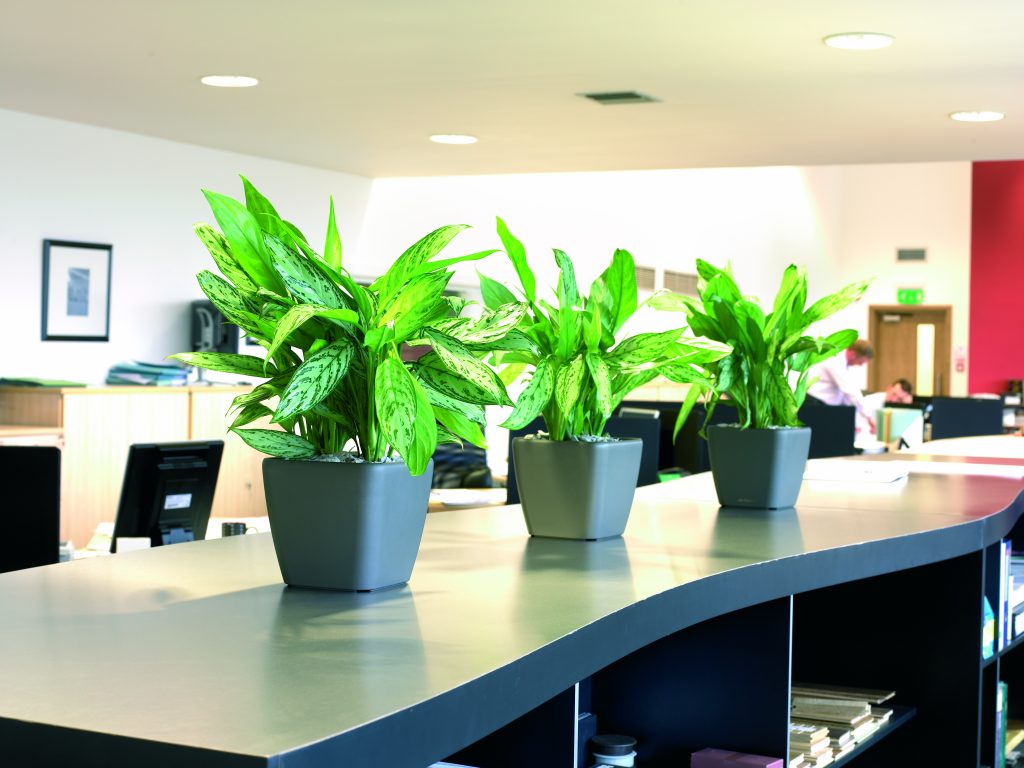 Guide to Indoor Plants: Which are Right for You?