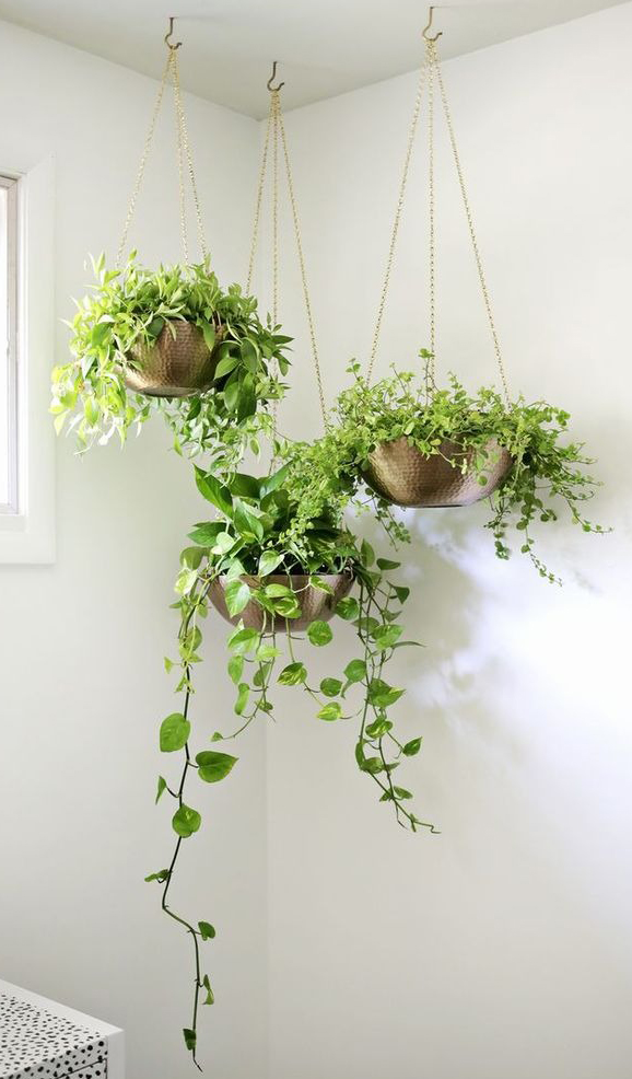 Hanging Planters | Aztec Plants