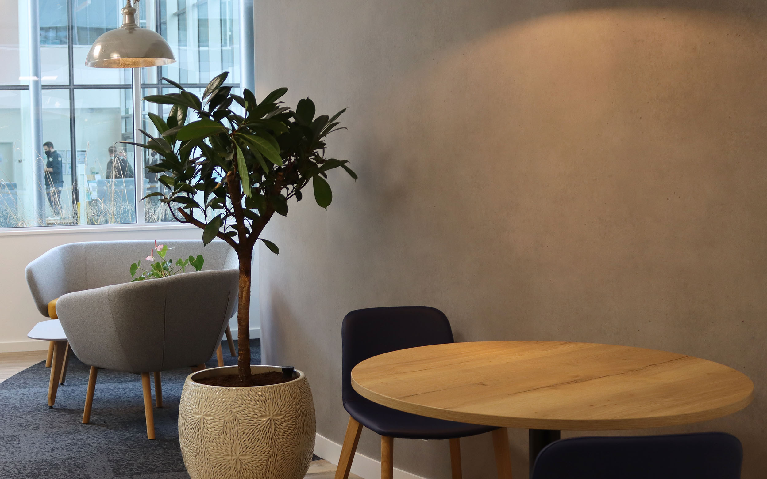 VetCT, Cambridge - Aztec Plants