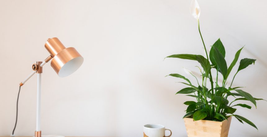 5 Best Plants to Have in the office | Aztec Plants